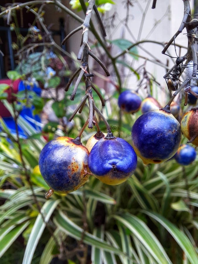 Fruit Bleu Qui Pousse Dans Le Jardin Photo stock - Image du ressort ...