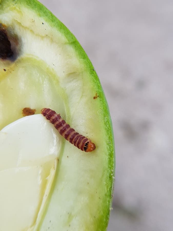 Red Fruit Borer on Mango Fruit Stock Image - Image of gloeosporioides ...
