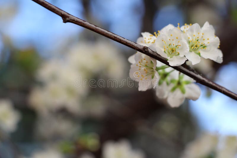 Fruit is born stock photo. Image of stamen, spring, born - 177374346