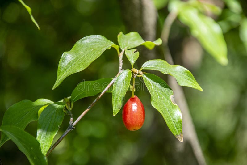 Fruit on branch stock image. Image of evening, fruit - 226250497