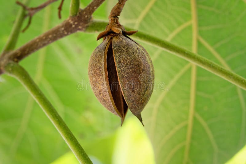 Fruit on a Branch of a Princess Tree Stock Photo - Image of outdoor ...