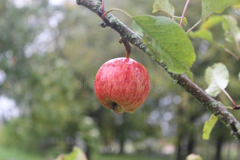 Fruit, Branch, Fruit Tree, Apple Picture. Image: 112568194