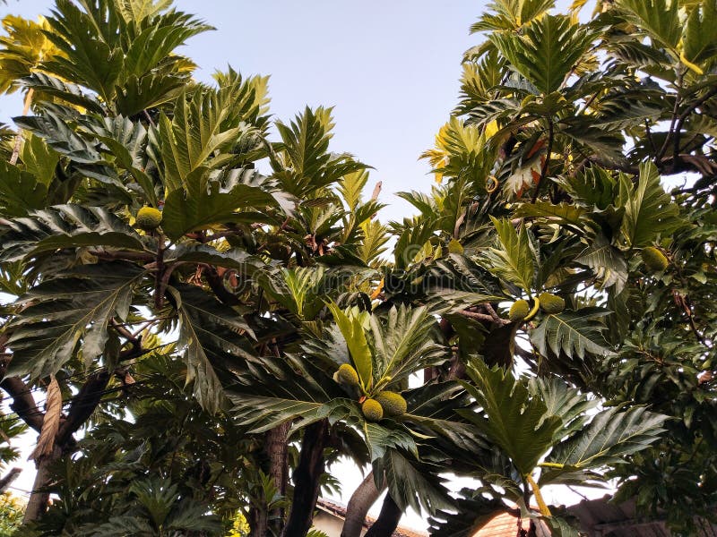 The Fruit and Breadfruit Tree (Artocarpus Altilis) Stock Photo - Image ...