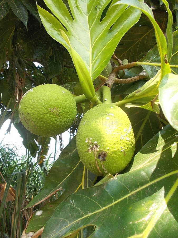 Breadfruit Artocarpus Atilis on Tree Stock Photo - Image of delicious ...