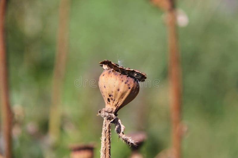 Fruit of the Bud of the Red Poppy Plant Stock Photo - Image of plant ...