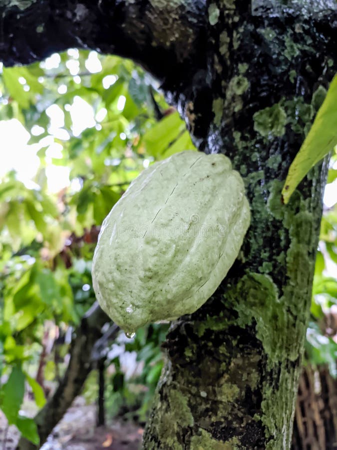 The Fruit from the Cacao Tree that Hangs from the Tree and Looks ...