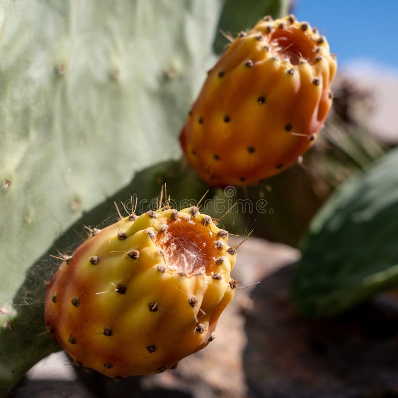 Fruit of Cactus Prickly Pear, Opuntia Stock Photo - Image of plant ...