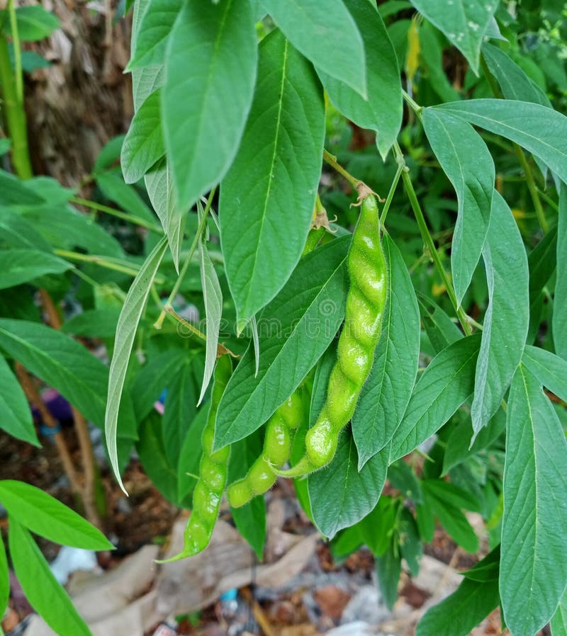 The Fruit from Cajanus Cajan Stock Photo - Image of branch, jungle ...