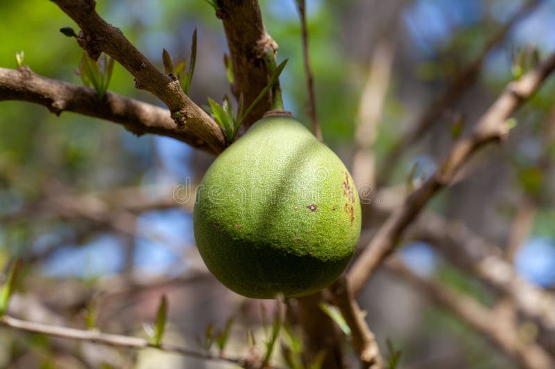 Fruit of a Calabash Tree, Crescentia Cujete Stock Photo - Image of ...