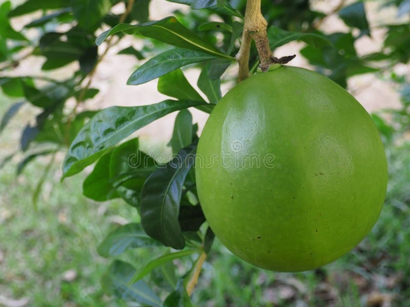 Fruit of the Calabash Tree . Stock Photo - Image of cujete, fruit: 91387998