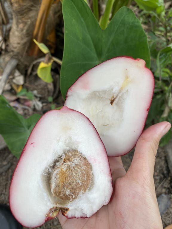 Fruit stock photo. Image of call, fruit, fruitlover - 362121798