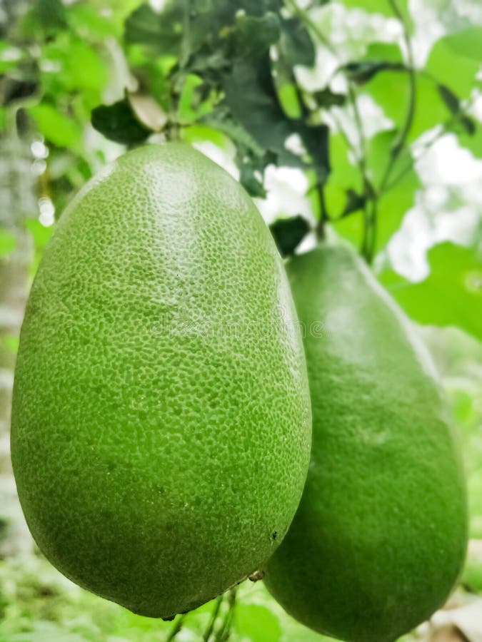 Green Lamon with Cutting Peices Stock Image - Image of juice, nature ...