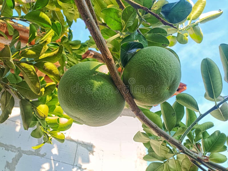 The Fruit is Called Pomelo, the Fruit is Still on the Tree Stock Photo ...