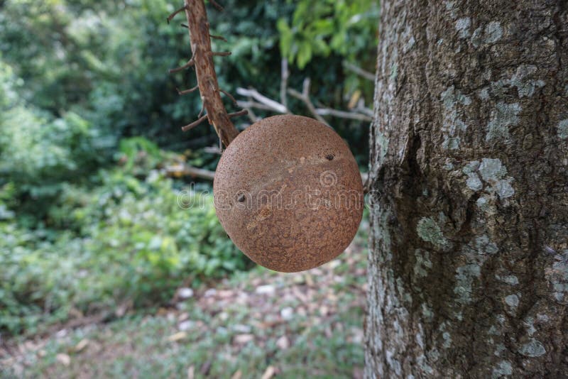 Corrupt fruit stock image. Image of fruit, radish, metamorphic - 137664049