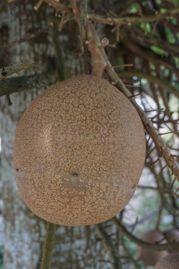 Corrupt fruit stock image. Image of fruit, radish, metamorphic - 137664049