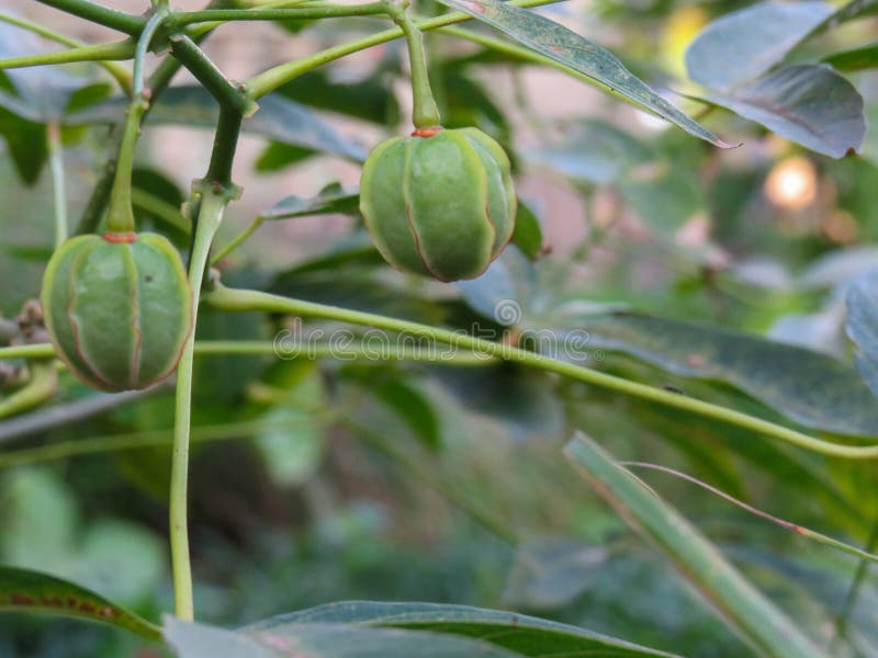 The Fruit of the Cassava Plant is Round with Threads on the Edge of the ...