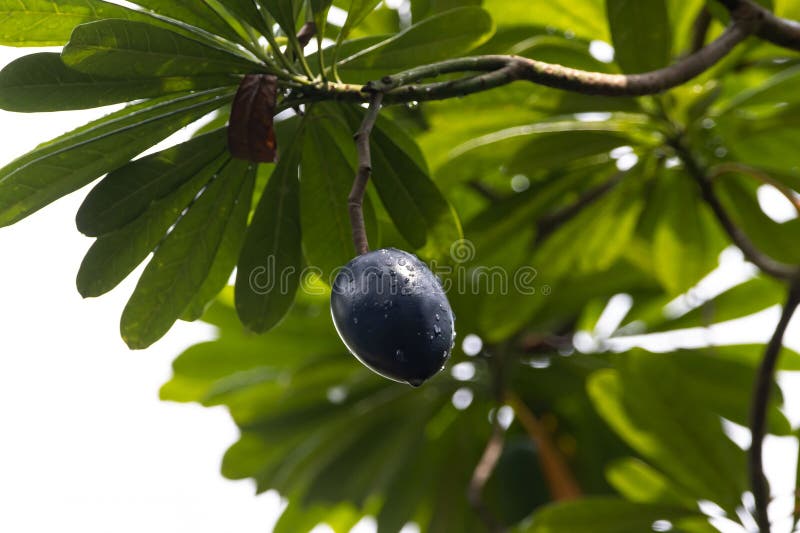 Fruit of a Cassowary Plum, Cerbera Floribunda Stock Photo - Image of ...