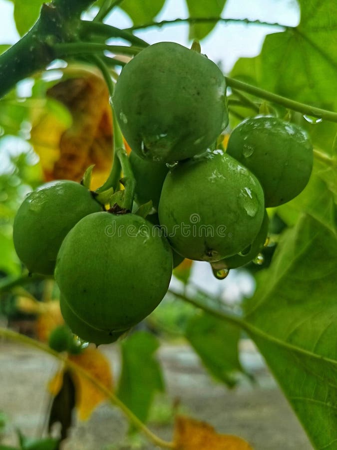 Ricinusvommunis Stock Photos - Free & Royalty-Free Stock Photos from ...