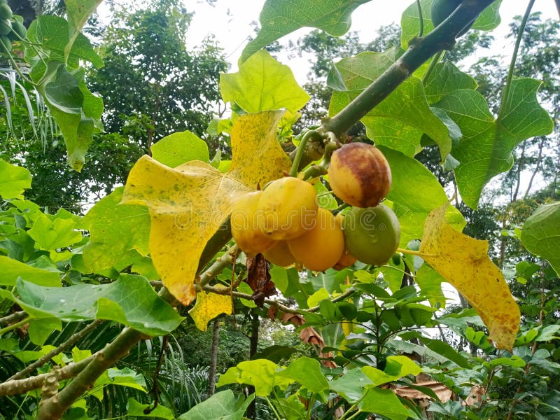 1,060 Yellow Castor Stock Photos - Free & Royalty-Free Stock Photos ...