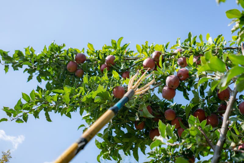 Fruit Catcher Gather Apples from the Tree in the Gadren Stock Image ...