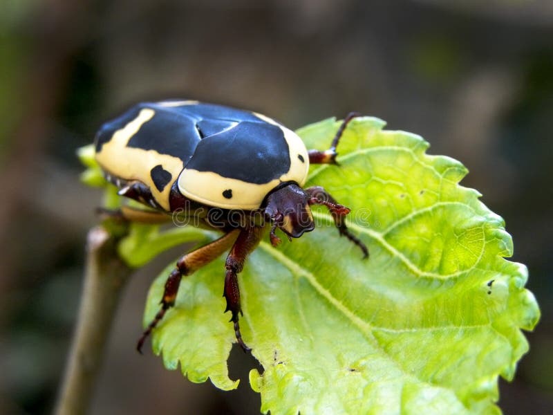 Fruit Chafer Beetle stock photo. Image of africa, wings - 76518716