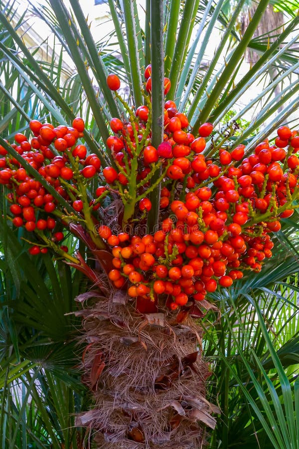 Fruit of Chamaerops Humilis, Mediterranean Dwarf Palm Stock Photo ...
