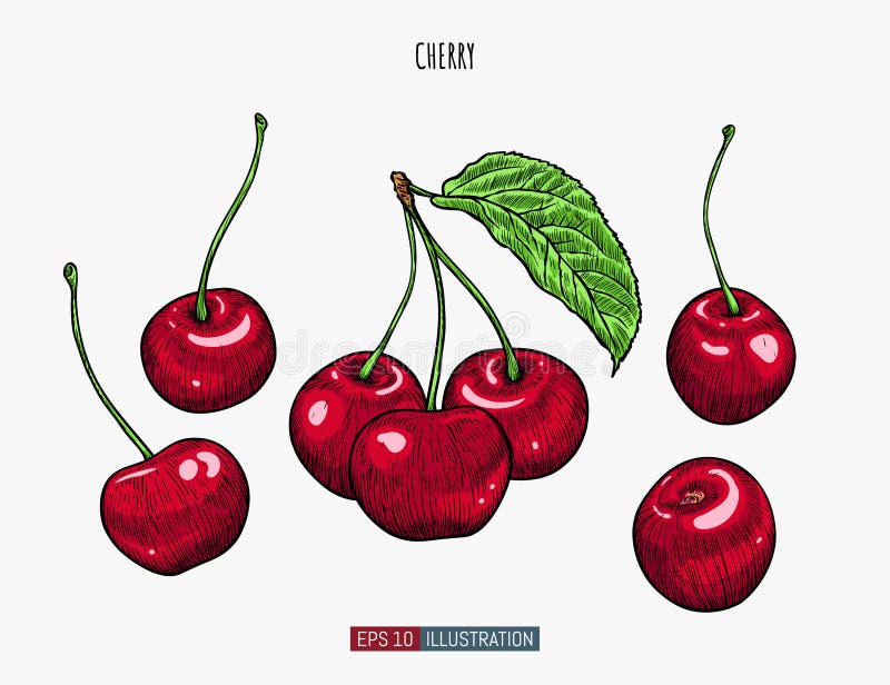 Hand Drawn Cherry Isolated. Template for Your Design Works Stock Vector ...