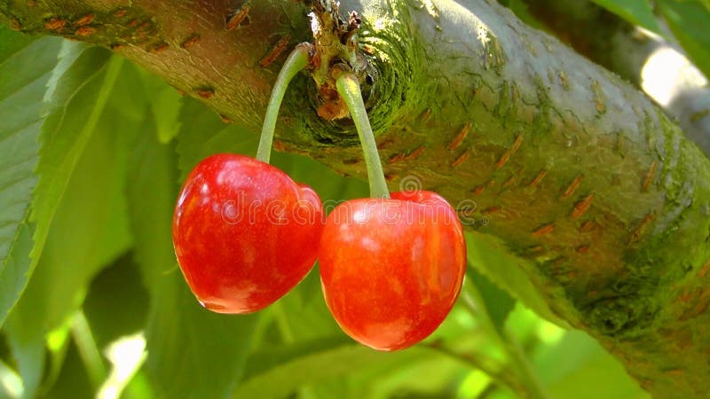 Fruit, Cherry, Fruit Tree, Plant Picture. Image: 95672176