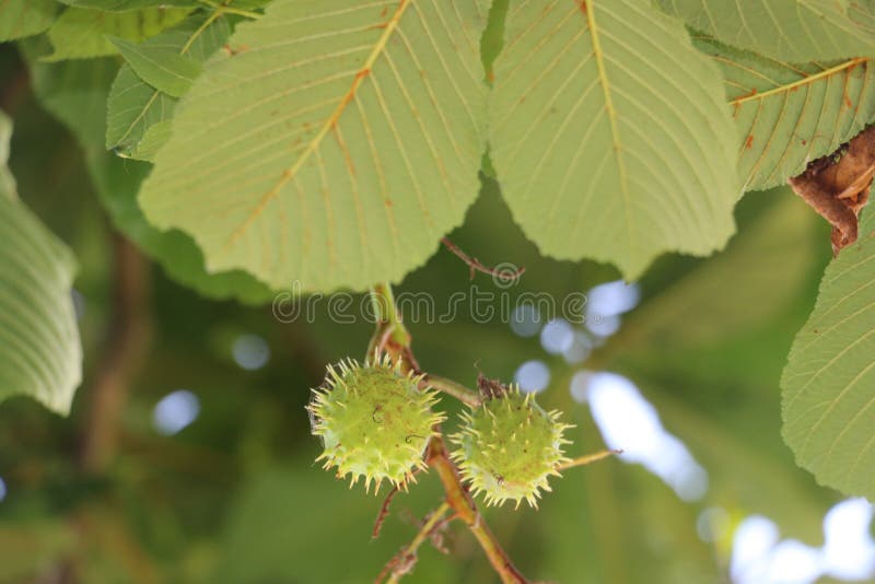 Fruit of the Chestnut Tree or Chestnut Tree, Inside the Chestnuts are ...
