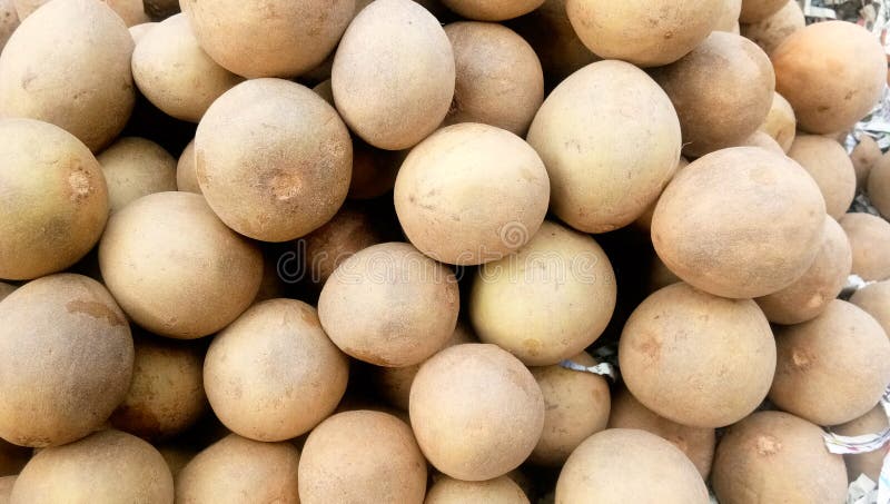 Chiku fruit stock image. Image of pluck, plant, brown - 3936575