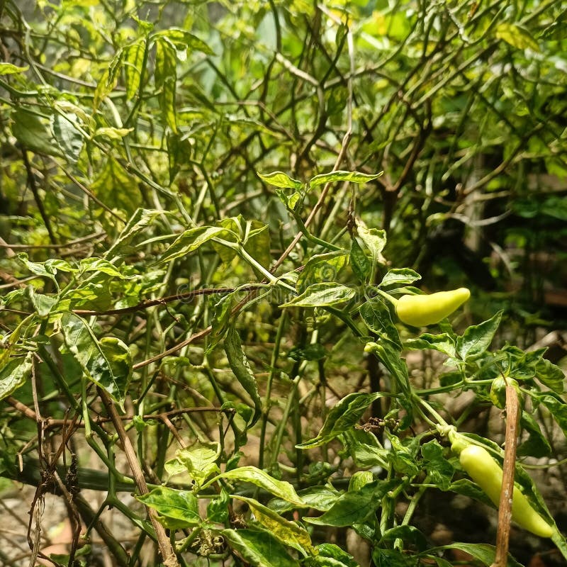 Fruit Chili Spicy Food Ingredients Plants Stock Image - Image of green ...