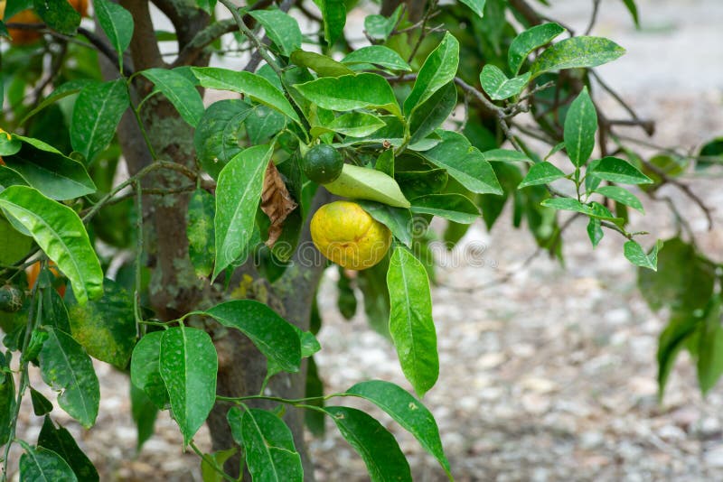 Citrus Myrtifolia, the Myrtle-leaved Orange Tree Full of Fruits Stock ...