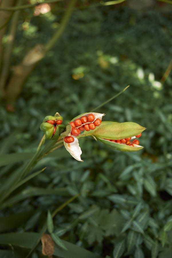 Fruit Close Up of Iris Foetidissima Stock Image - Image of nature ...