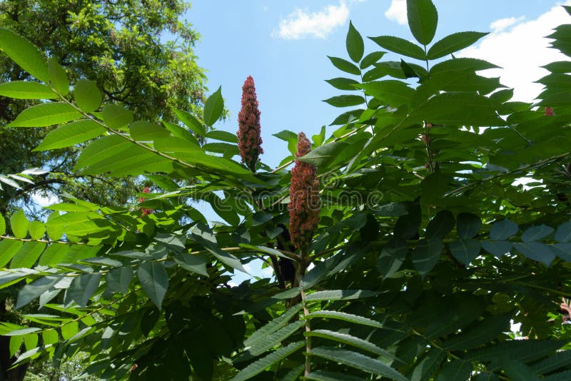 Fruit Clusters in the Leafage of Vinegar Tree Against Blue Sky Stock ...