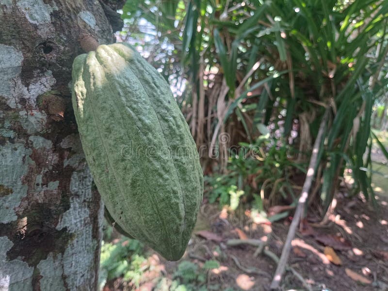 The Fruit of the Cocoa Tree with the Latin Name Theobroma Cacao on the ...