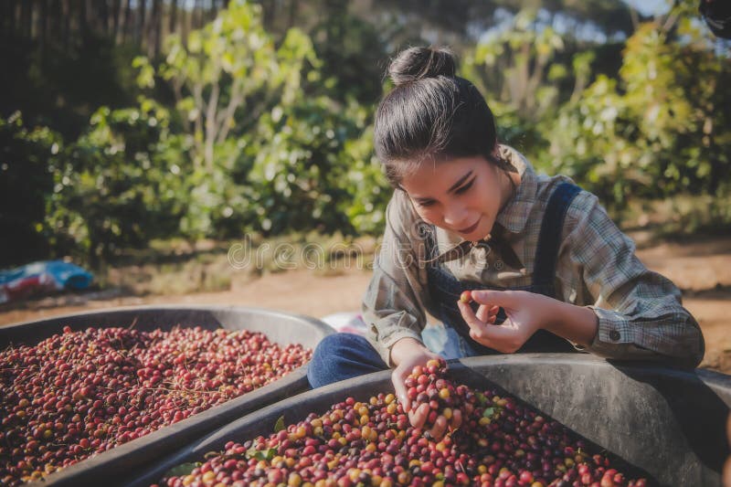 Fruit, Coffee and Fresh Coffee Beans, Coffee, Berries in Fermentation ...