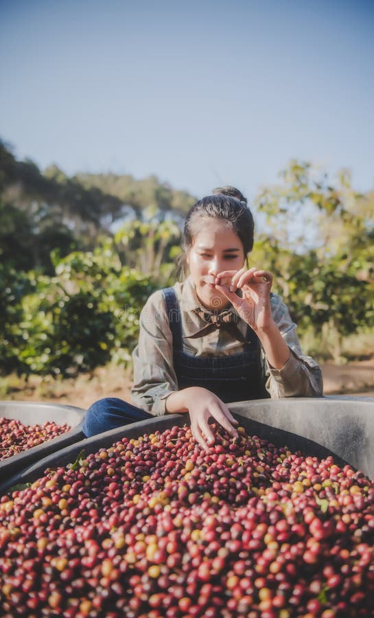 677 Wet Parchment Stock Photos - Free & Royalty-Free Stock Photos from ...