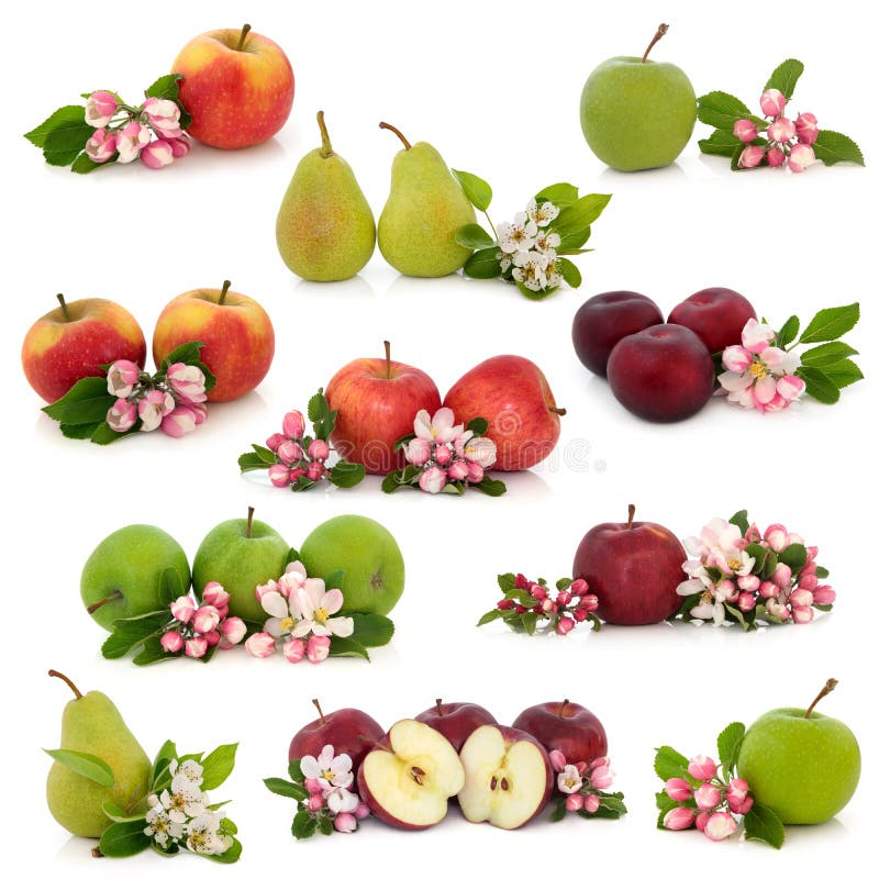 Fruit Collection stock image. Image of selection, plum - 23193411