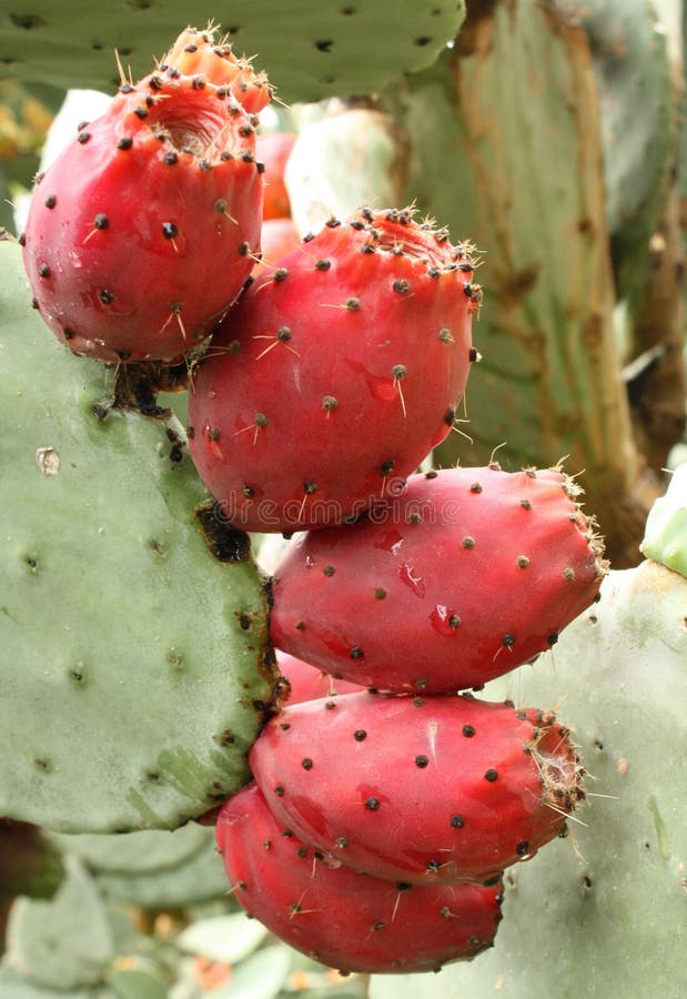 Fruit comestible de cactus image stock. Image of vivacité - 11640123