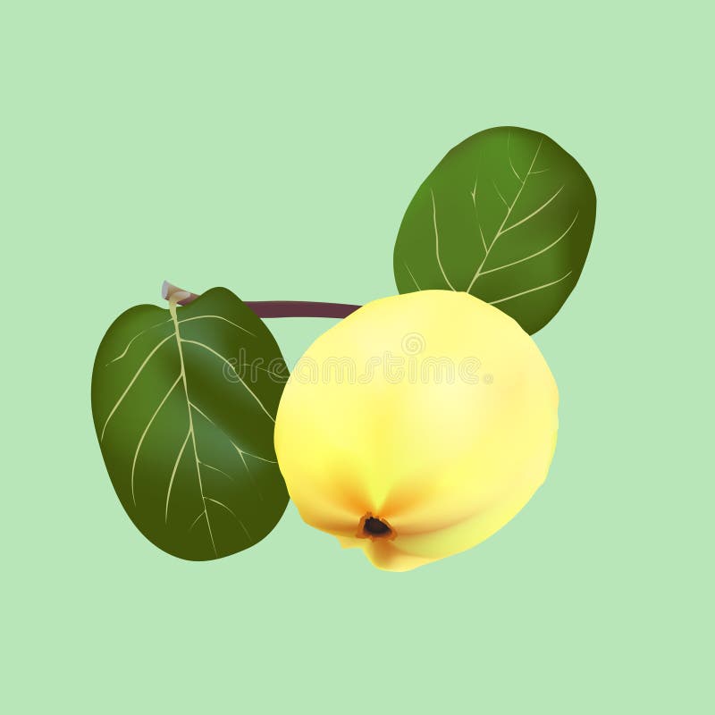Common Quince Stock Illustrations – 18 Common Quince Stock ...