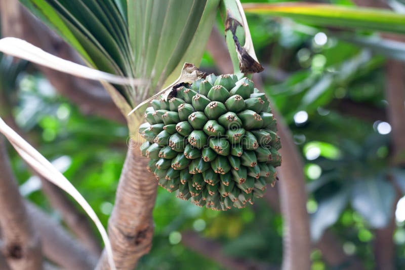 Fruit of a Common Screwpine, Pandanus Utilis Stock Image - Image of ...