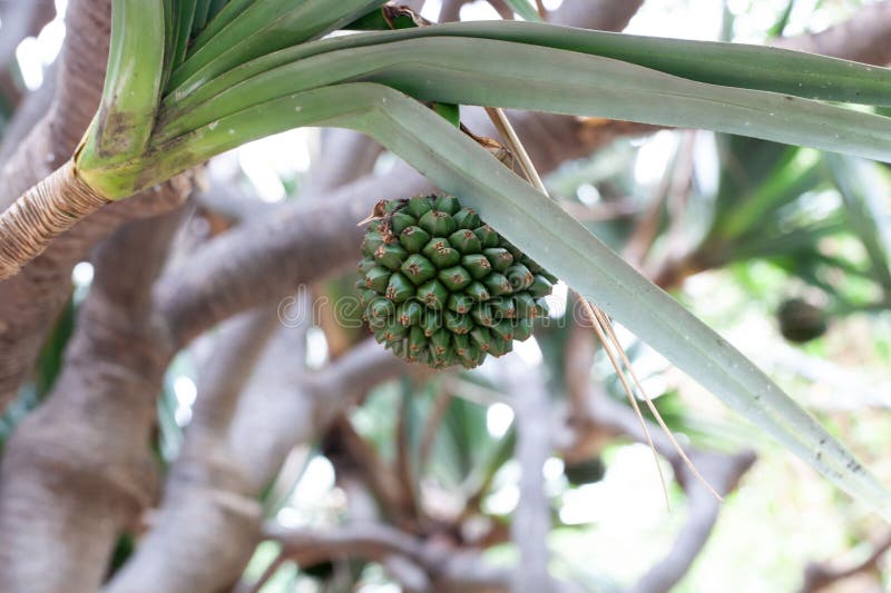 Fruit of a Common Screwpine, Pandanus Utilis Stock Image - Image of ...