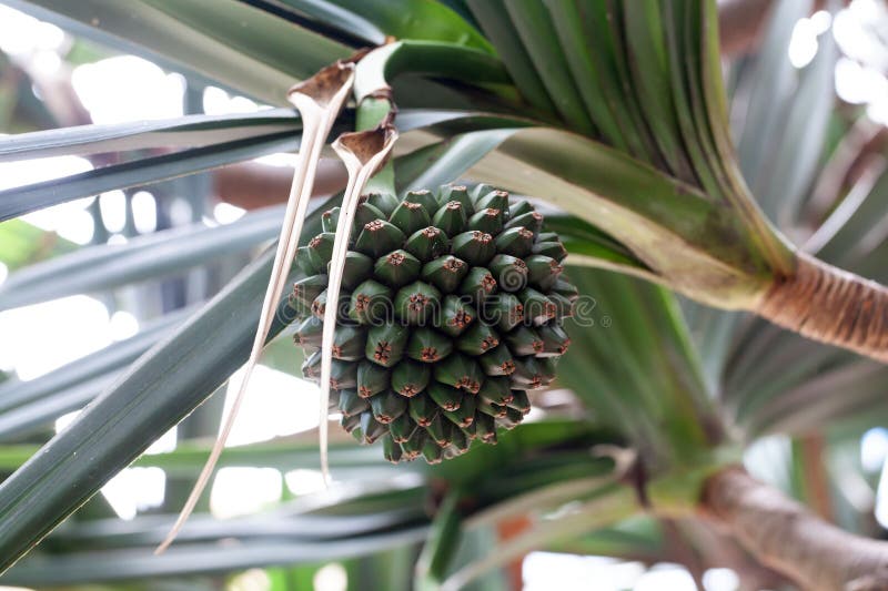 Fruit of a Common Screwpine, Pandanus Utilis Stock Photo - Image of ...