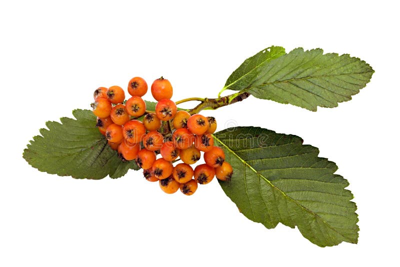 Fruit Common Whitebeam stock photo. Image of plants, whitebeam - 17924098