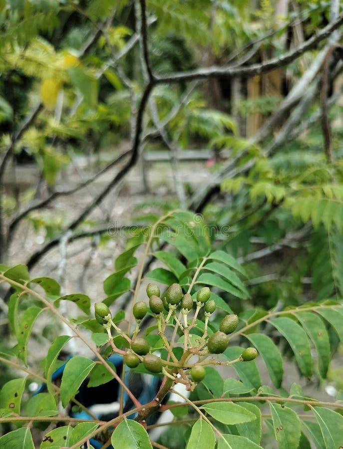 Curry tree stock image. Image of tree, malay, garnish - 4247433