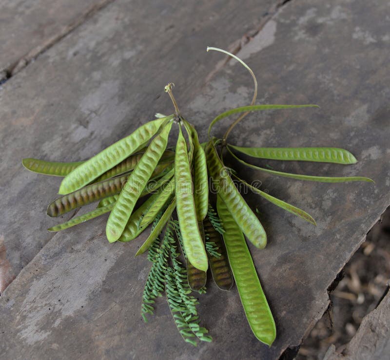 Fruit d'acacia image stock. Image du lame, vert, ouvert - 67137453