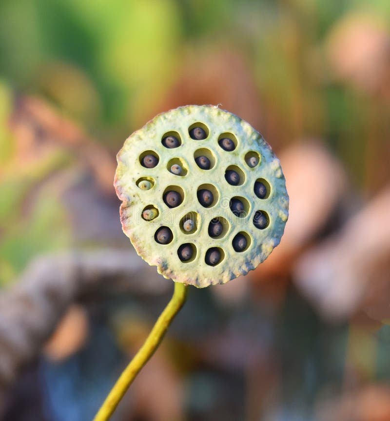 Le Fruit De Nucifera Nelumbo De Fleur De Lotus Photo stock - Image du ...