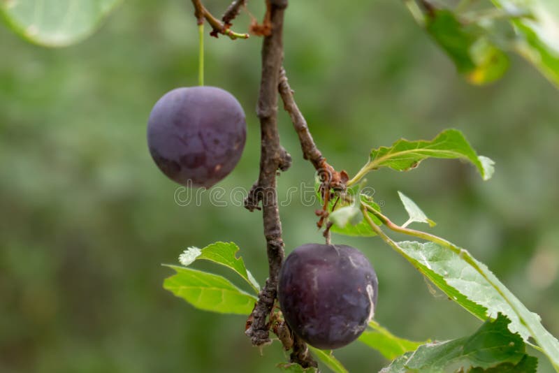 Fruit, Damson, Fruit Tree, Plant Stock Image - Image of chokecherry ...
