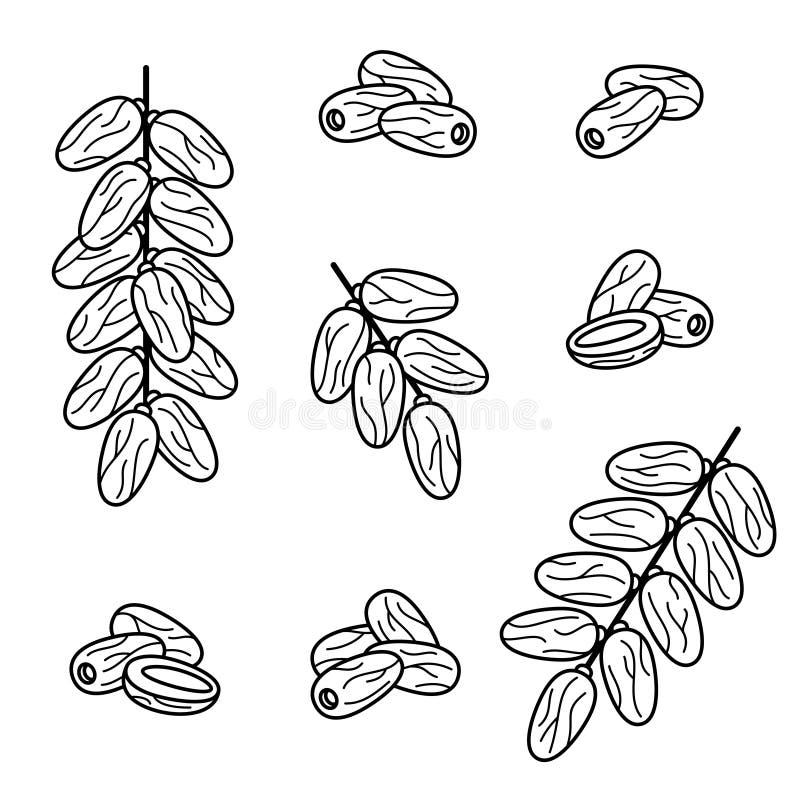 Fruit Date. Collection Icône Dates Fruit. Vecteur Illustration de ...
