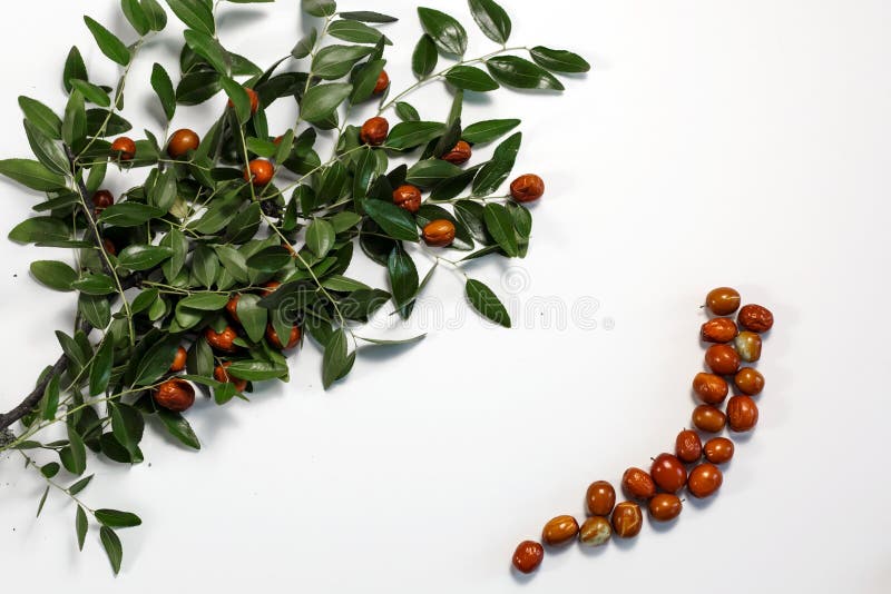 Branch with Leaves and Fruits of the Date Tree Stock Photo - Image of ...